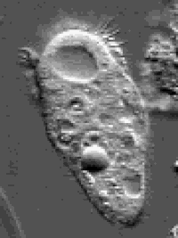 Bacteria GIFs - Get the best gif on GIFER
