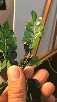 Caterpillar GIFs - Get the best gif on GIFER