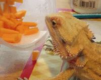 Lizard GIFs - Get the best gif on GIFER