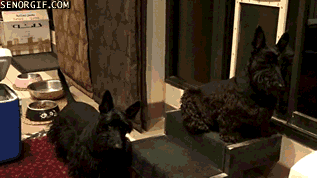 Hfs GIFs - Get the best gif on GIFER