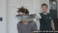 Salmon GIFs - Get the best gif on GIFER