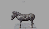 Zebras GIFs - Get the best gif on GIFER