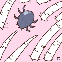 Tick GIFs - Get the best gif on GIFER