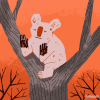 Bushfire GIFs - Get the best gif on GIFER