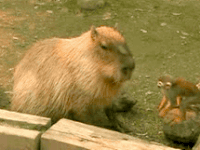 Cheap GIFs - Get the best gif on GIFER