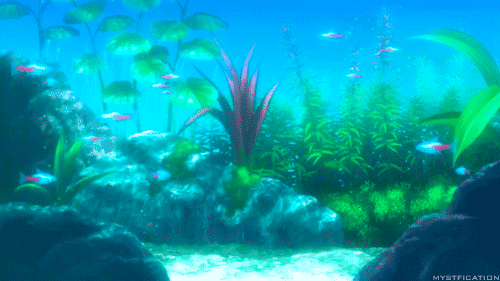 Fishtank GIFs - Get the best gif on GIFER