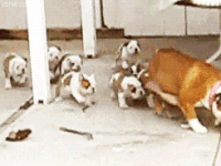 Chase GIFs - Get the best gif on GIFER