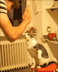 High five GIFs - Get the best gif on GIFER