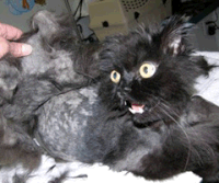 Grooming GIFs - Get the best gif on GIFER