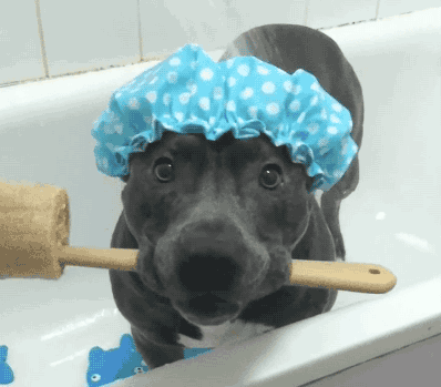 Dog bath GIF - Conseguir o melhor gif em GIFER