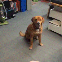 Off topic GIFs - Get the best gif on GIFER