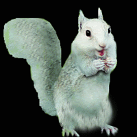 Squirrels GIFs - Get the best gif on GIFER