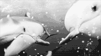 Dolphin GIFs - Get the best gif on GIFER