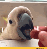 Cockatoos GIFs - Get the best gif on GIFER