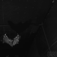 Fledermaus GIFs - Hole dir die besten GIFs auf GIFER