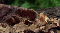 Fungi GIFs - Get the best gif on GIFER