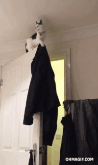 Dumb GIFs - Get the best gif on GIFER