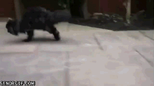 Legged GIFs - Get the best gif on GIFER