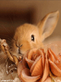 Pinterest GIFs - Get the best gif on GIFER