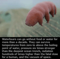 Pedobear GIFs - Get the best gif on GIFER
