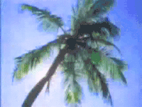 Miami GIFs - Get the best gif on GIFER