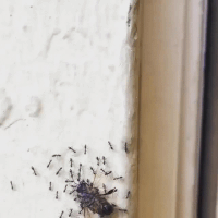 Ants GIFs - Get the best gif on GIFER