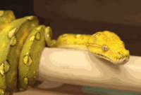 Reptile GIFs - Get the best gif on GIFER