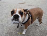 Speak GIFs - Get the best gif on GIFER