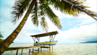 Tropical GIFs - Get the best gif on GIFER