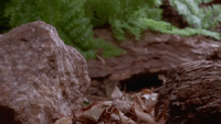 Fungi GIFs - Get the best gif on GIFER