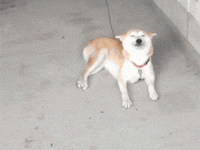 Wag GIFs - Get the best gif on GIFER