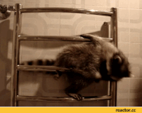 Racoon GIFs - Get the best gif on GIFER