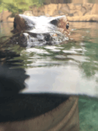 Ear wiggle GIFs - Get the best gif on GIFER