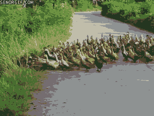 Hordes гифки, анимированные GIF изображения hordes - скачать гиф ...