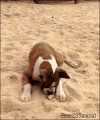 Beachdog GIFs - Get the best gif on GIFER
