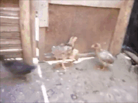 Leader GIFs - Get the best gif on GIFER