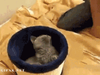 Evil cat GIFs - Get the best gif on GIFER