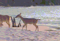 Deer GIFs - Get the best gif on GIFER