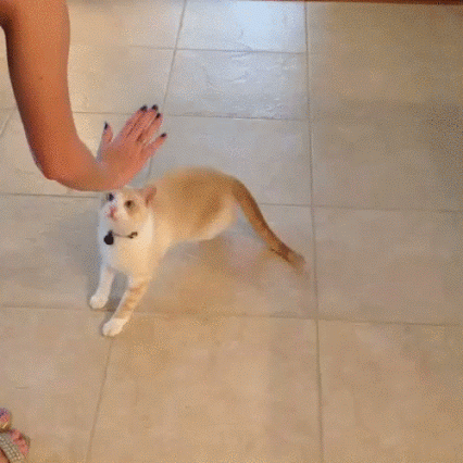 Choco GIFs - Get the best gif on GIFER