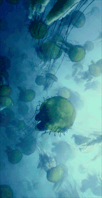 Jellyfish GIFs - Get the best gif on GIFER