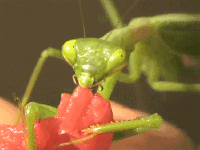 Mantis GIFs - Get the best gif on GIFER
