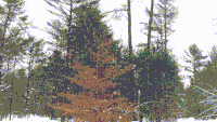 Bosques GIFs - Get the best gif on GIFER