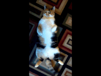 Completion GIFs - Get the best gif on GIFER