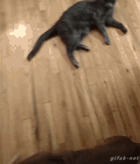 Considerate GIFs - Get the best gif on GIFER