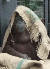 Pongo GIFs - Get the best gif on GIFER