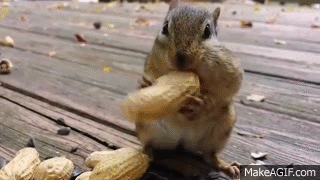 Chipmunk GIFs - Get the best gif on GIFER