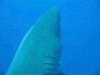 Huge GIFs - Get the best gif on GIFER