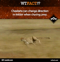 Cheetahs GIFs - Get the best gif on GIFER