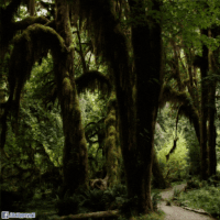 Floresta GIFs - Get the best gif on GIFER