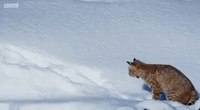 Bobcat GIFs - Get the best gif on GIFER